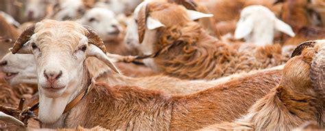 A Closer Look Comparing Methods To Measure Methane Emissions From Sheep