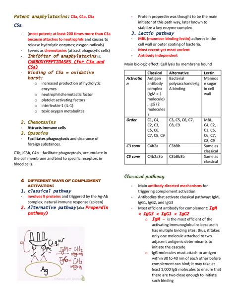 Complement Ate Jhen Potent Anaphylatoxins C3a C4a C5a C5a Most