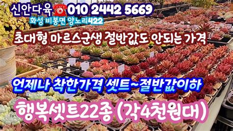 행복셋트22종초대형마르스군생 초특가에선물 골든트로피버건디 레드탄군생 블랙파이어 매직쨈골드철화 제이드핑크등succulents Plant 多肉植物 Youtube