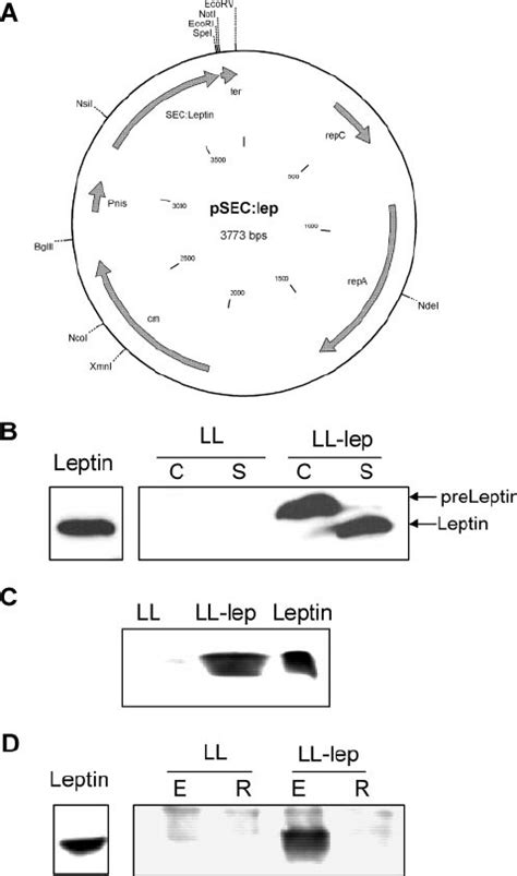 schematic representation of psec lep vector and expres download