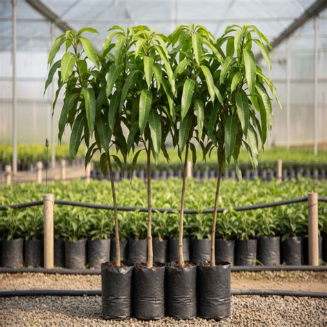 Carabao Mango Grafted Tree Sweetest Mango Variety Plant Store