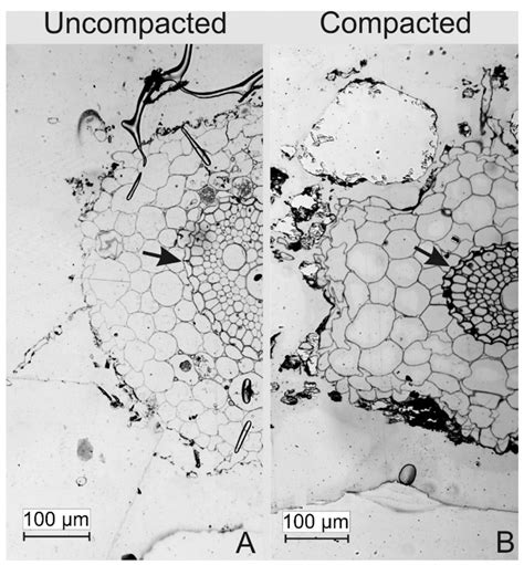 Photo 1 Anatomy Of Wheat Root Arrow Border Between