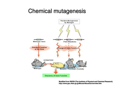 Ppt Mouse Mutagenesis Powerpoint Presentation Free Download Id3294047