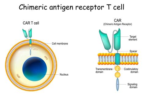 Antigen Escape In Car T Cell Therapy At Erin Mackenzie Blog