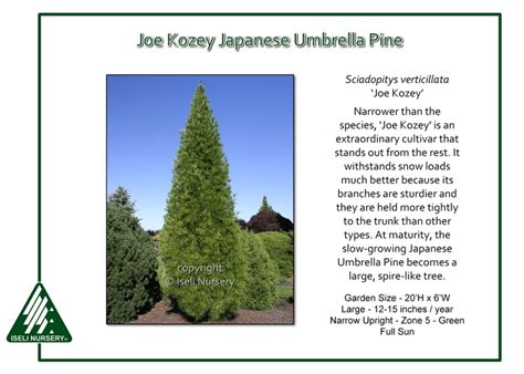 Pine Dwarf Japanese Umbrella Glover Nursery