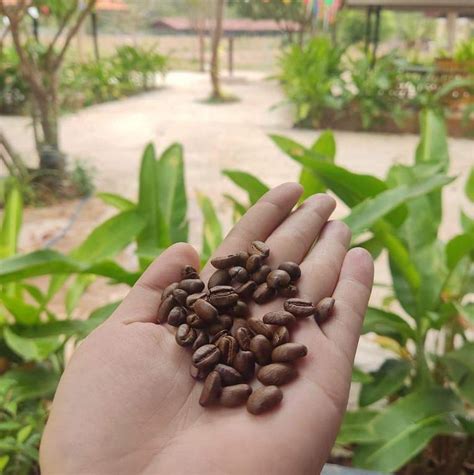 Erawan Guesthouse Ban Nahè Aktualisierte Preise Für 2023