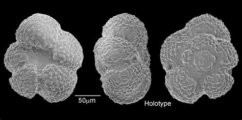 Globigerina Ciperoensis Subsp Angustiumbilicata Bolli 1957