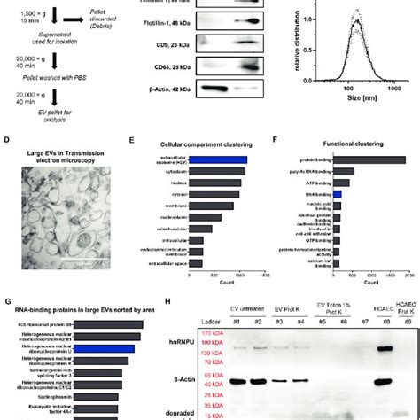 A Rna Protein Interaction Prediction Via The Rpiseq Platform Svm