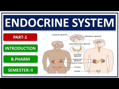 Introduction to Endocrine system - Part 1- B.PHARM - Semester 2 - YouTube
