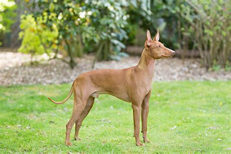 14 Native Italian Dog Breeds Animal Corner