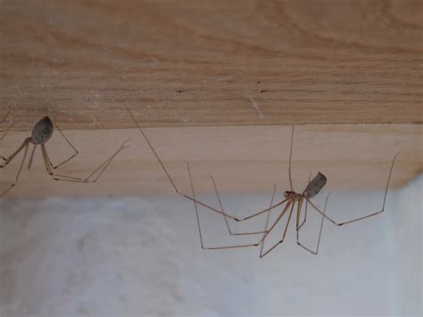 Bugblog Adult Pair Of Pholcus Phalangioides