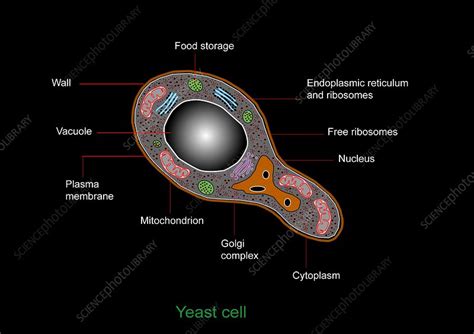Yeast Cell Artwork Stock Image C0091715 Science Photo Library