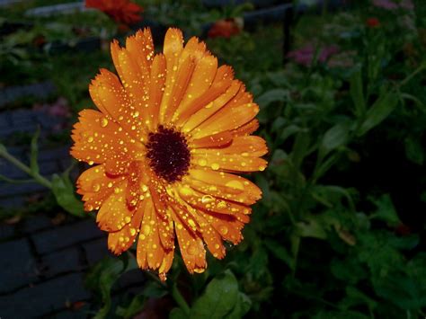 무료 이미지 집 밖의 닫다 금잔화 녹색 꽃 무늬의 봄 빗방울 고요한 평온 꽃잎 빨간 평화 들 노랑 선명한 맑은 주황색 여름 매크로