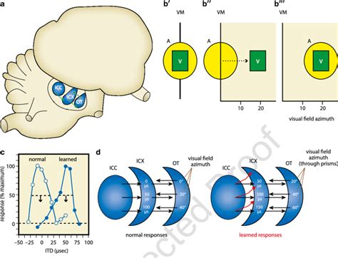 11 Plasticity Of The Midbrain Pathway That Mediates Sound Localization