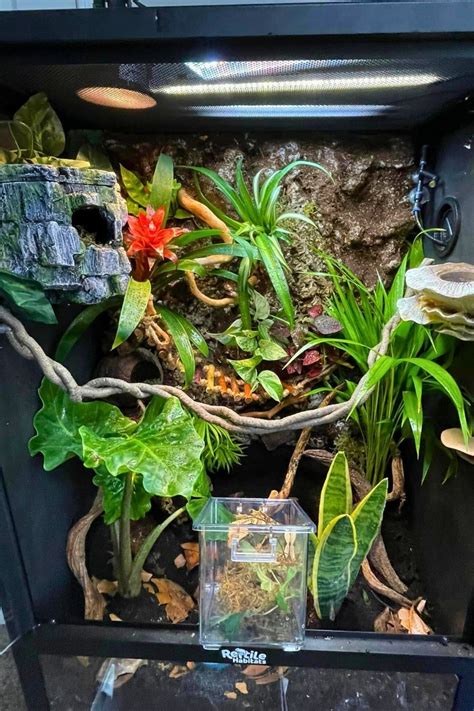 Crested Gecko Enclosure Hidden Forest Crested Gecko Crested Gecko