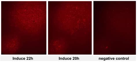 Part 3 Measurement Of Mrfp1 Expression Level
