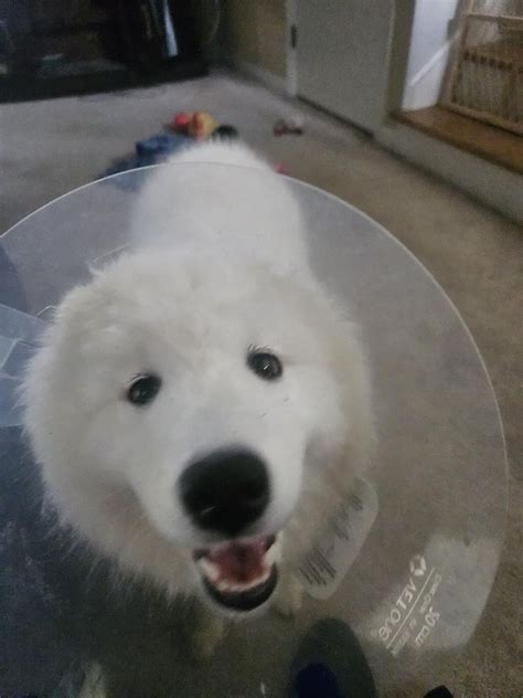 Eevee Is In Good Spirits Recovering From Her Spay R Samoyeds