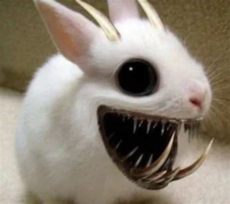 Evil Bunny Meme By