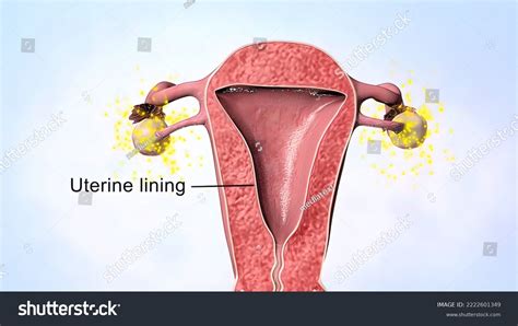Female Reproductive System Made Internal Organs Stock Illustration