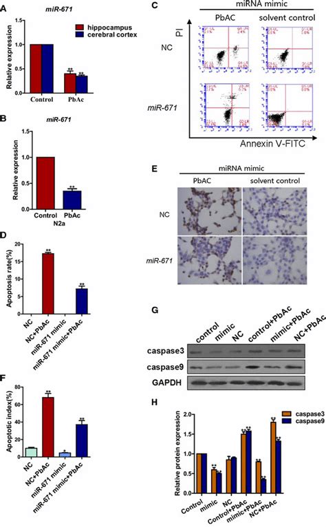 Analysis Of Mir 671 Function A B Downregulation Of Mir 671 Expression
