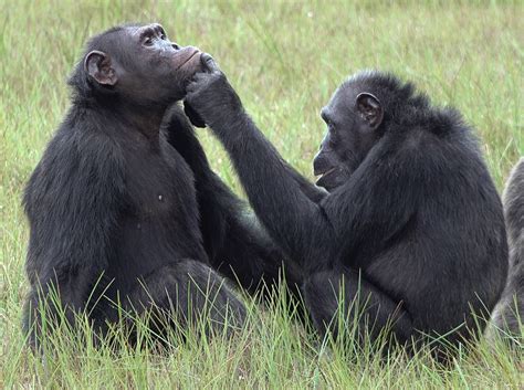 Ape Behaviour And Ecology Group Apegroupuzh Twitter