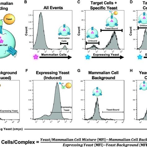 Quantification Of Yeast Mammalian Cell Interactions Via Flow Cytometry Download Scientific