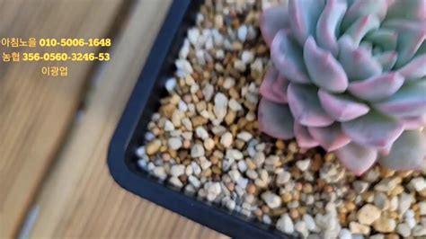 아침노을다육에 놀러오세요 Youtube