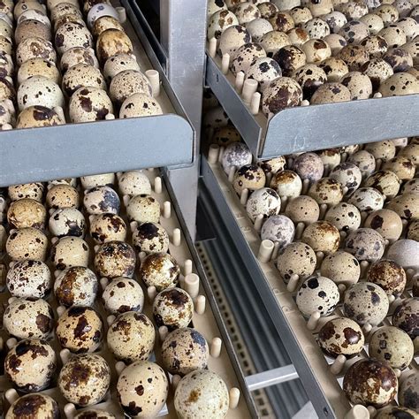 Hatching Quail Eggs Delivered Fresh Across The Uk Crowle Quail By