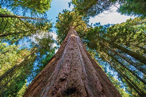 The Private Life Of Hyperion The Worlds Tallest Tree