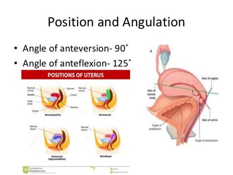 Applied Anatomy 2 Applied Anatomy 2