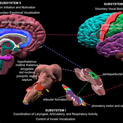 Cortical And Subcortical Networks Of The Laryngeal Motor Cortex