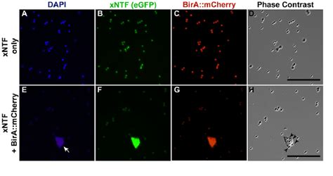 Affinity Isolation Of Xntf Tagged Nuclei Streptavidin Coated Magnetic Download Scientific