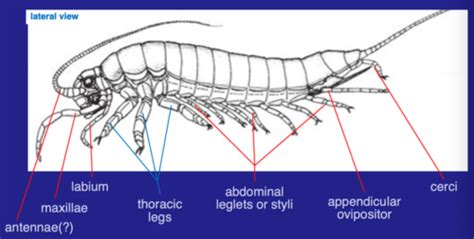 Fossils Flashcards Quizlet