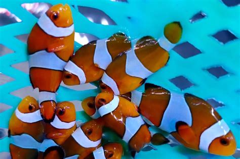 Ikan Nemo Eksplorasi Kehidupan Ajaib Di Terumbu Karang Opportunity Desk