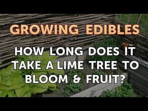 How Long For A Lime Tree To Bear Fruit Fruits Knowledge World