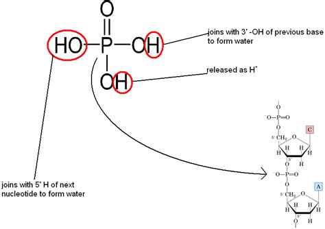 Biochemistry Chemistry Of The Phosphodiester Bond In Rna Biology