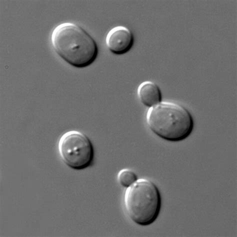 Saccharomyces Cerevisiae — Рувики Интернет энциклопедия