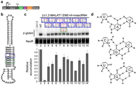 Structural Insights Into The Stabilization Of MALAT1 Noncoding RNA By A Bipartite Triple Helix PMC