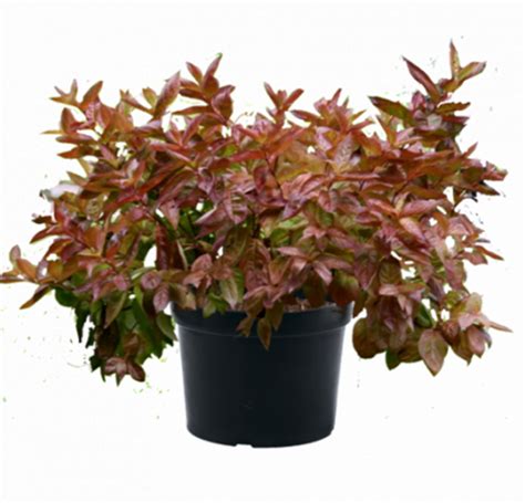 Вейгела Wings of Fire | 1 050р. | покупайте в садовом центре ivino.garden