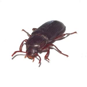 Mealworm - Facts, Diet, Habitat & Pictures on Animalia.bio
