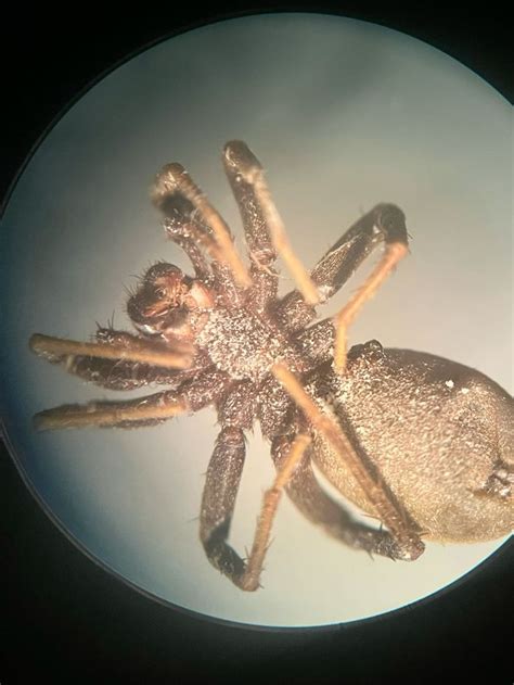 Spider Under A Microscope Things Under A Microscope Spider Microscope