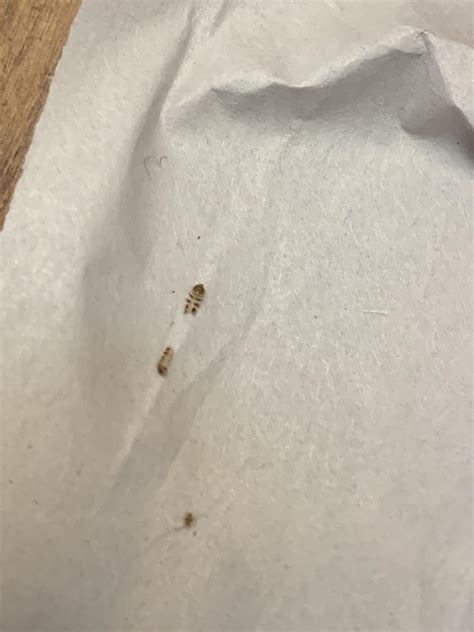 bed bug shed r bedbugs