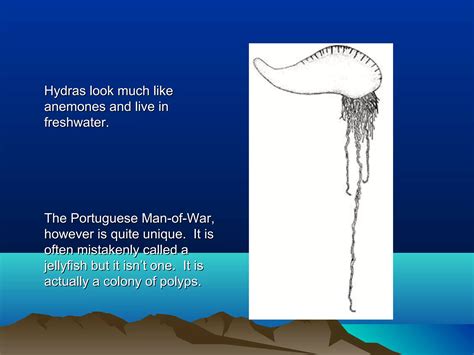Class Scyphozoa Notes Ppt Fish And Aquariums Pets Class Scyphozoa Notes Ppt Fish And Aquariums Pets