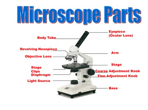 Compound Microscope Parts Functions Presentation