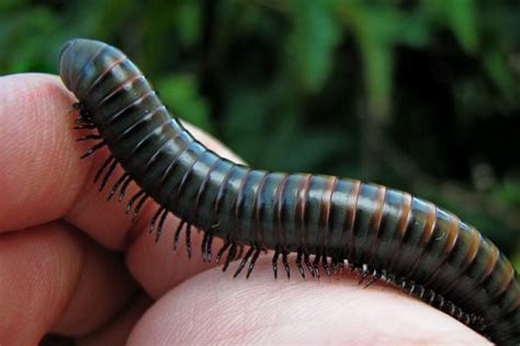 Millipede Bite Symptoms