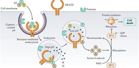 Corynebacterium Diphtheriae Klebs Löffler Bacillus An Overview
