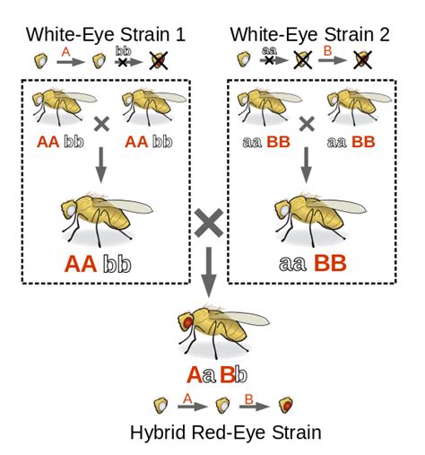 What Is The Difference Between Complementary And Supplementary Genes Pediaa Com