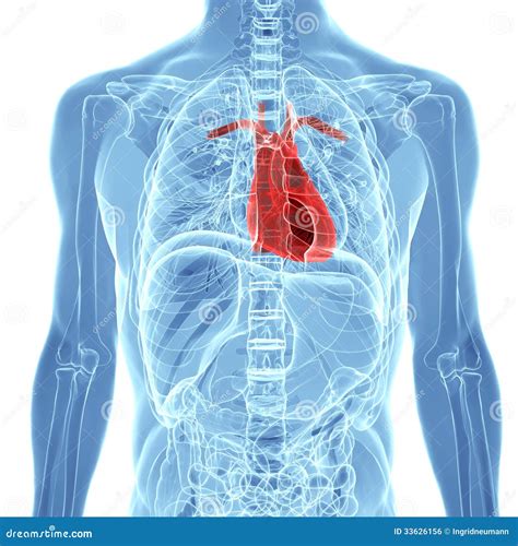 Heart Anatomy Body Simplified Heart Labeled Body Part Chart