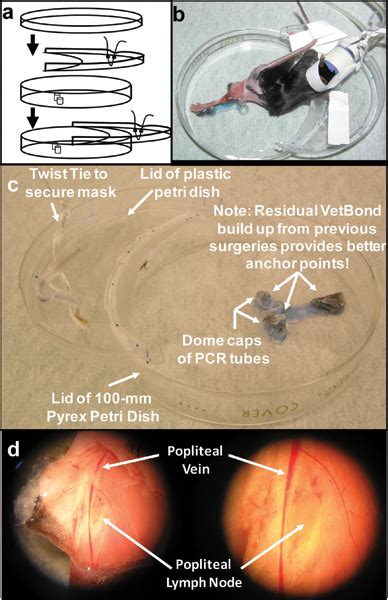 Intravital Imaging Of The Mouse Popliteal Lymph Node