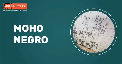 Moho Negro Riesgos Costos Y Guía De Identificación